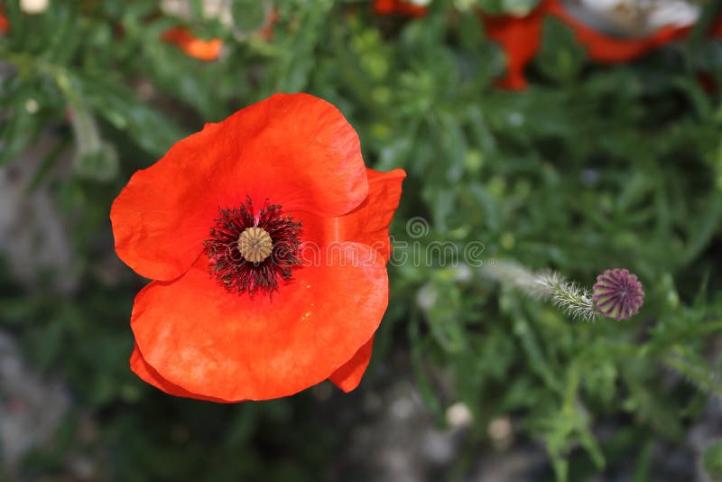Poppy stock image. Image of floriculture, poppy, flower - 54310511
