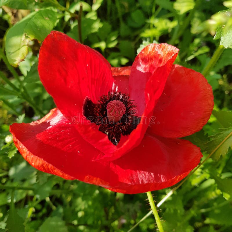 A Poppy for Remembrance Day Stock Image - Image of meadow, flower ...