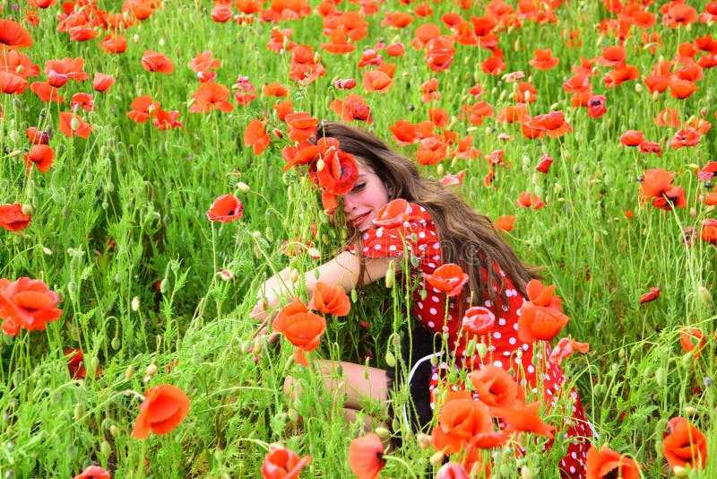 Poppy, Remembrance Day, Anzac Day. Stock Image - Image of valentines ...