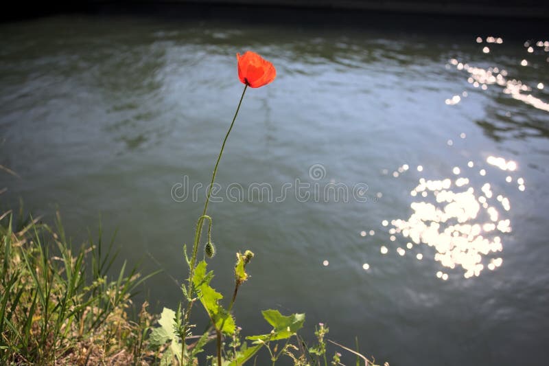 Poppy by the rivershore stock image. Image of riverbank - 381635559