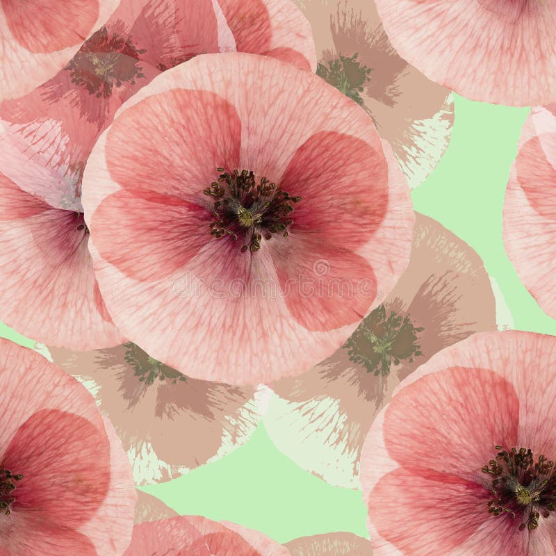 Poppy. Seamless Pattern Texture of Pressed Dry Flowers. Stock ...