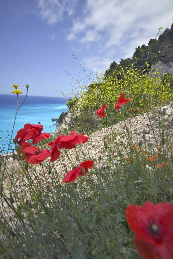 Poppy seed stock image. Image of cloud, emotion, seed, stone - 644043