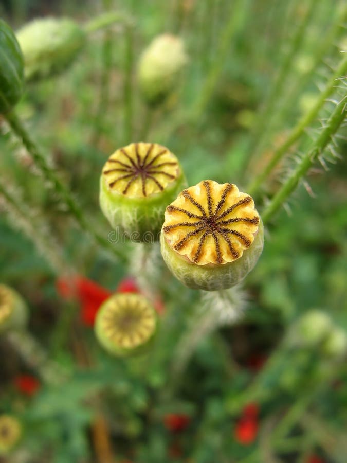 Poppy Seed Bolls Against Green Grass Stock Photo - Image of stamen ...