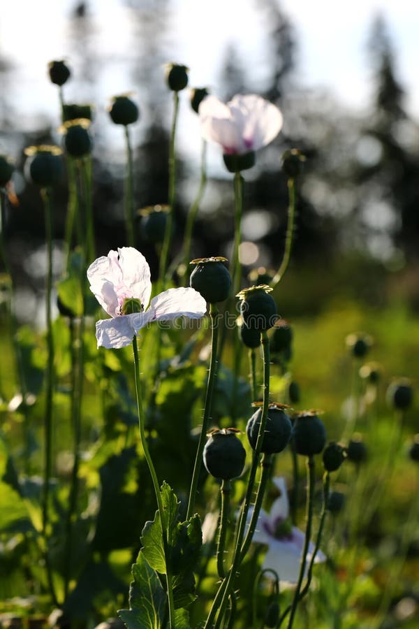 Poppy seed boxes stock photo. Image of poppy, natural - 229377212