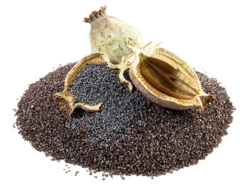 Poppy Seed Capsule with Grated Poppy Seeds on White Background ...