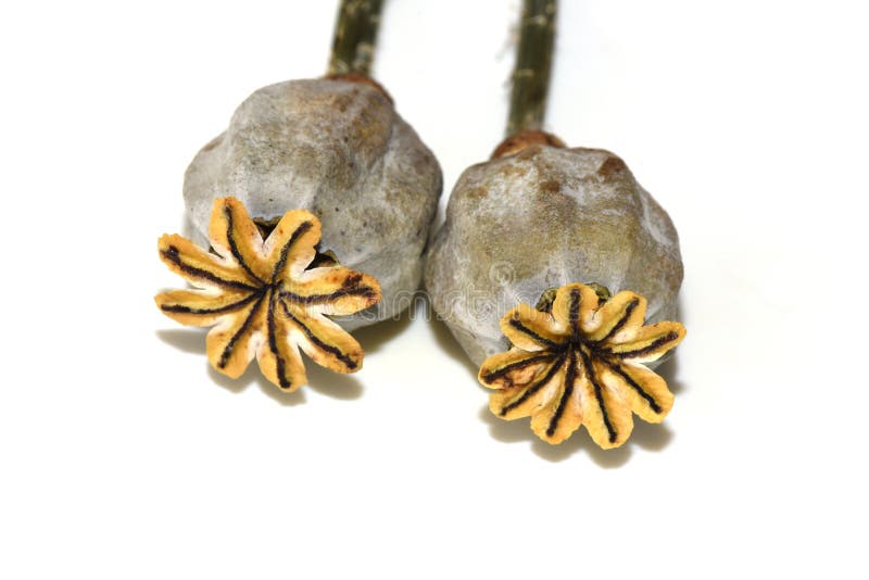 Poppy seed capsules stock image. Image of plant, dispersal - 98136741