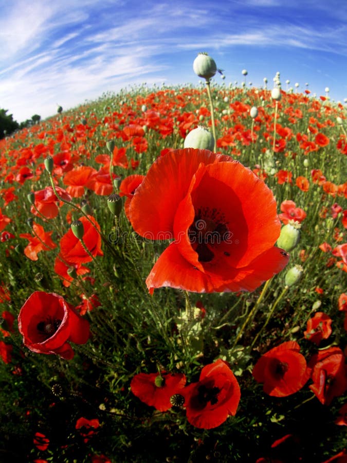 Poppy seed filed stock photo. Image of horizon, blue - 12967656