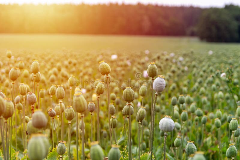 Poppy Seed Flower on Field with Trees with Sun Stock Photo - Image of ...
