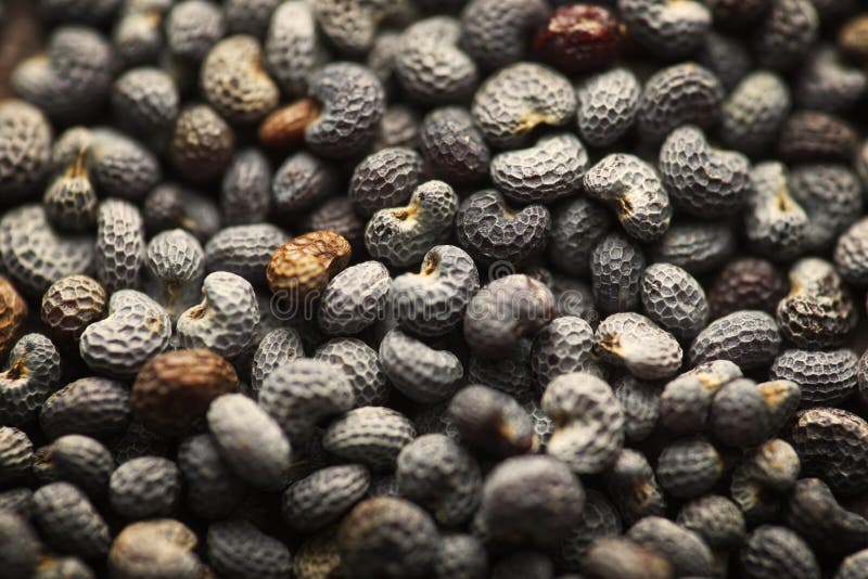 Poppy Seed Macro Close Up with Significant Surface Structure. Stock ...