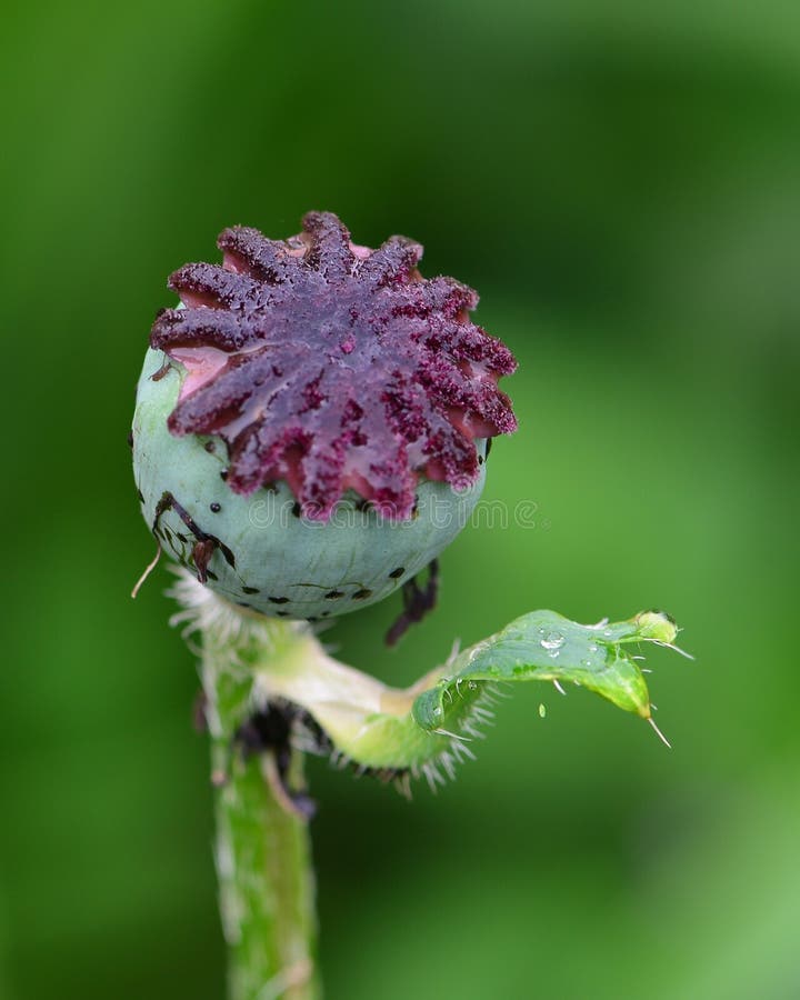 Poppy seed pod stock photo. Image of dispersal, rain - 97283172