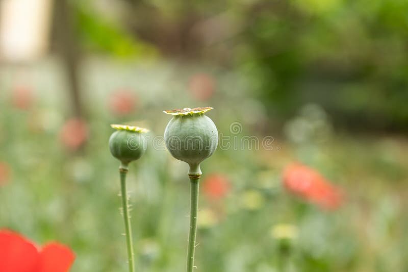 Poppy Seed Pod with a Subtle Green Background Stock Photo - Image of ...