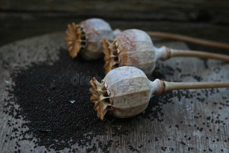 Poppy pods stock photo. Image of green, growing, nature - 158322
