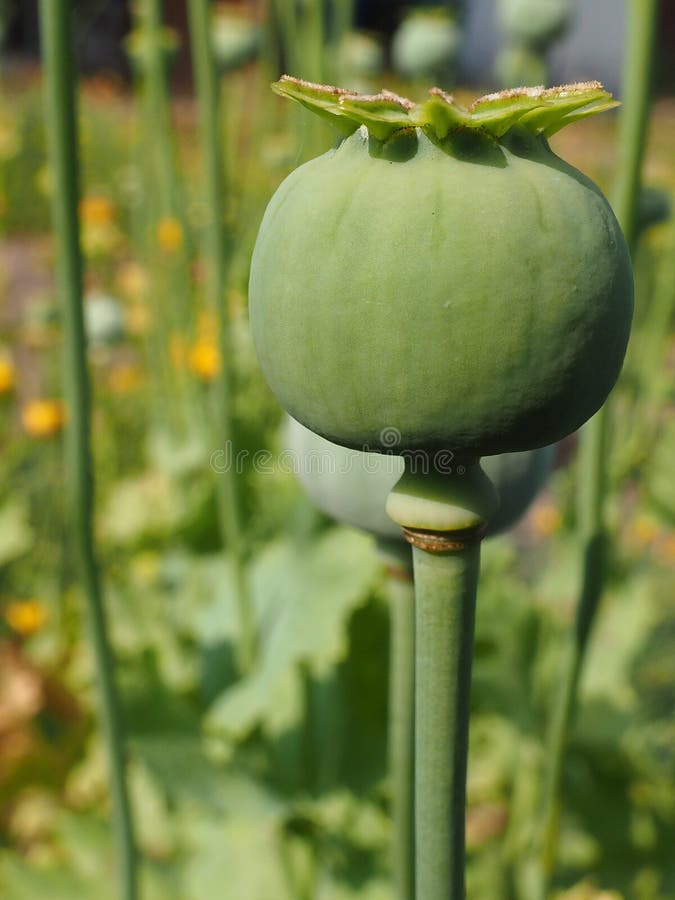 Poppy seeds stock image. Image of garden, seeds, poppy - 52714949