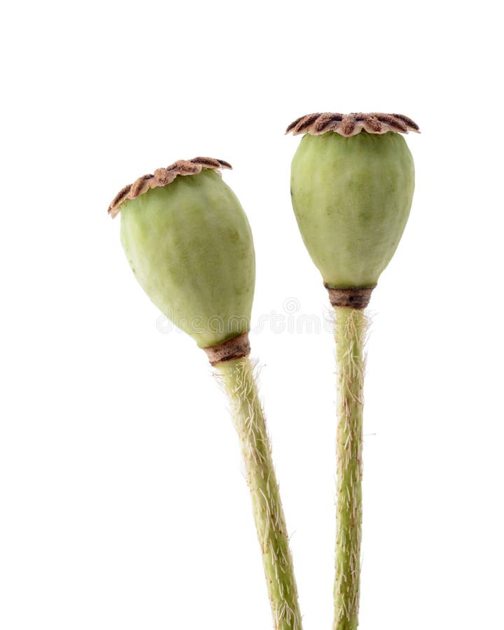 Opium poppy fruits stock photo. Image of derived, flowering - 150564008