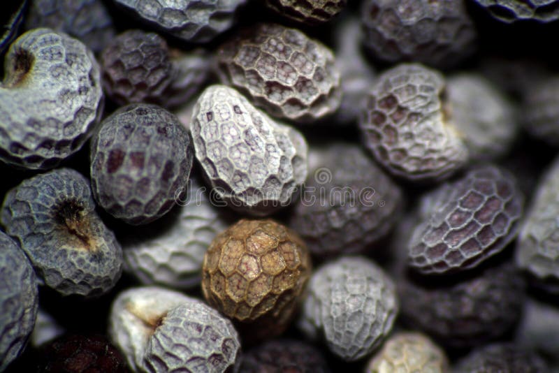 Poppy seeds stock image. Image of cooking, crop, natural - 58994493