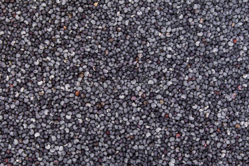 Poppy seeds stock photo. Image of space, nutrition, background - 79478780