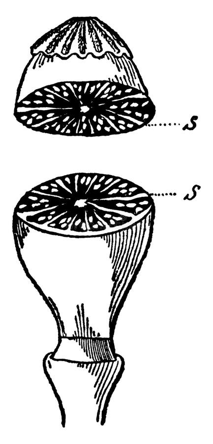 Poppy Septa Stock Illustrations – 2 Poppy Septa Stock Illustrations ...