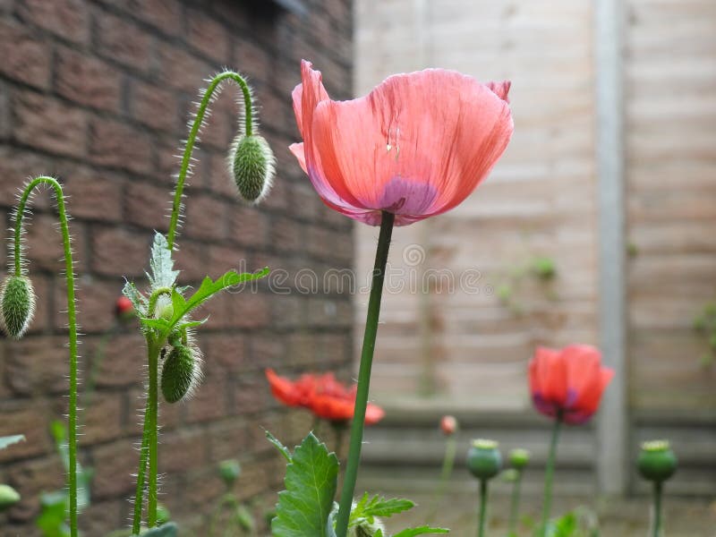 Poppy side view stock photo. Image of pale, stalk, slender - 251707258