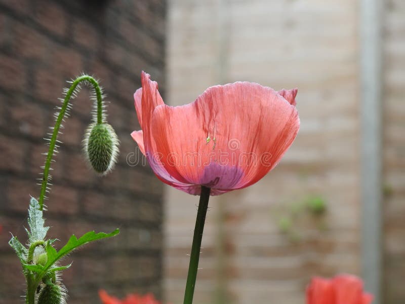 Poppy side view stock image. Image of green, view, petal - 251707265