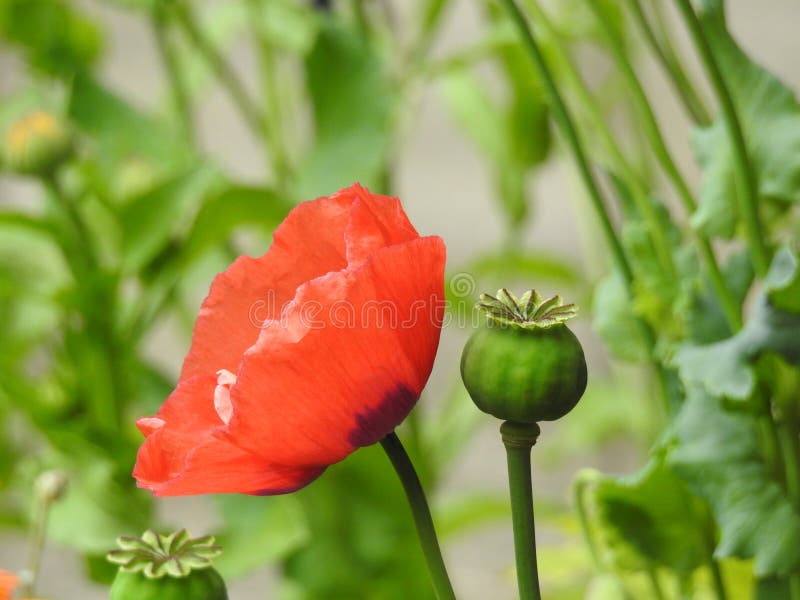 Poppy side view stock image. Image of view, petal, slender - 251707313