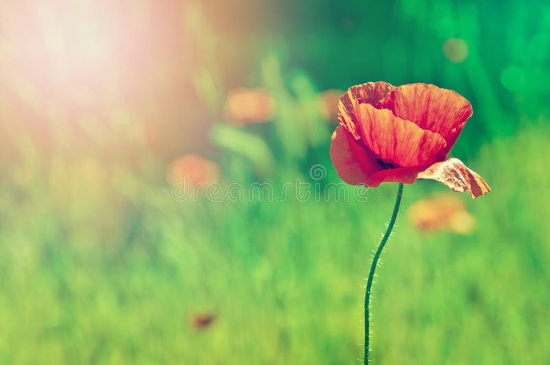 Poppy stock photo. Image of outdoor, beautiful, flower - 54291796
