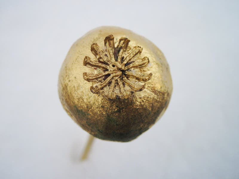 Poppy in the snow stock image. Image of seeds, detail - 13055511