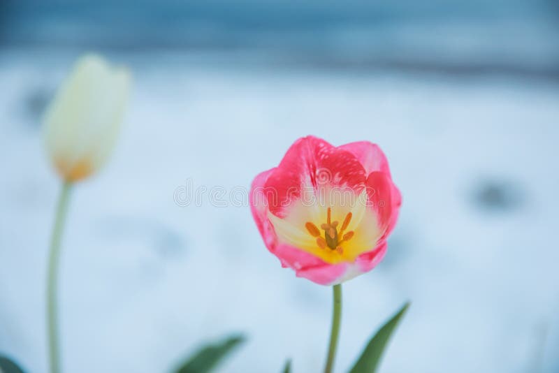 Poppy in snow stock image. Image of beauty, blue, beautiful - 196955861
