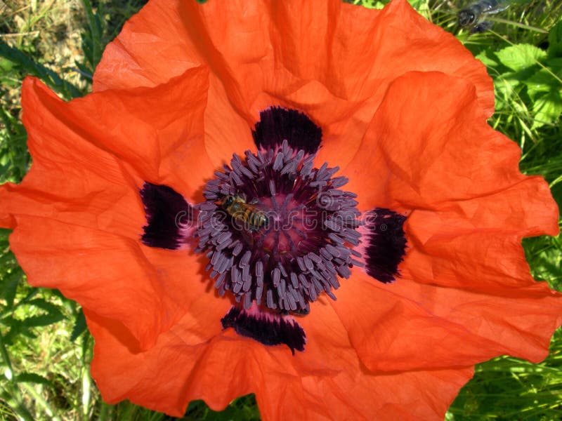 Frower Abundance Stock Photos - Free & Royalty-Free Stock Photos from ...