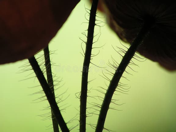 Poppy stalk stock photo. Image of grow, green, flower, blooming - 479454