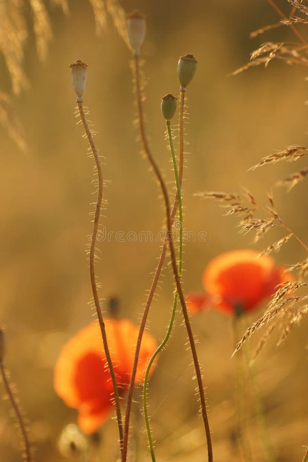 Poppy Stem, Poppy Head, Grass and Red Poppy in the Light of the Stock ...