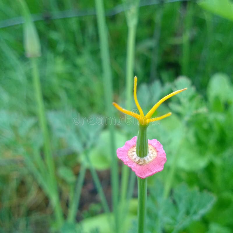 California Poppy Flower Stigma Stock Image - Image of wildflower ...