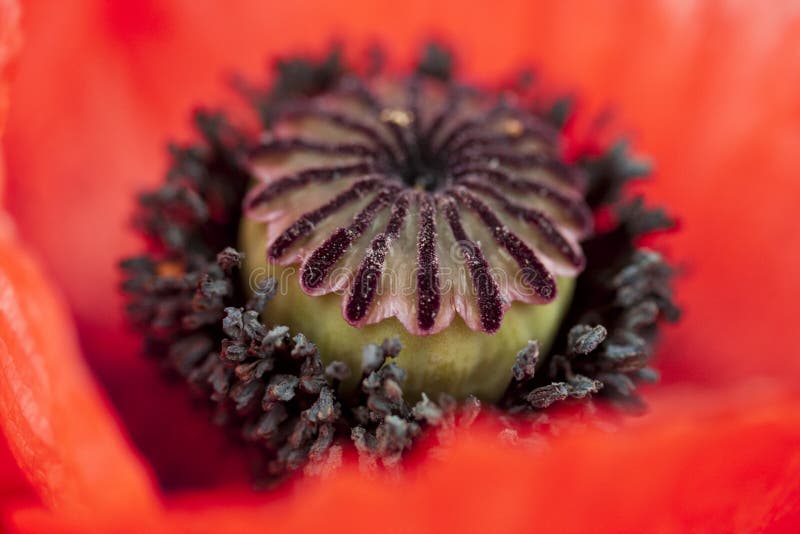 Poppy Stigma Disk stock photo. Image of stigma, poppy - 23659428