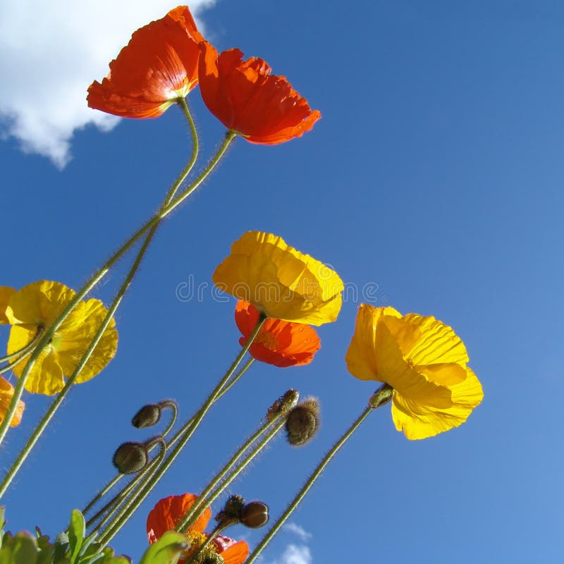 Poppy in the sun stock image. Image of clouds, petal, flowers - 125853