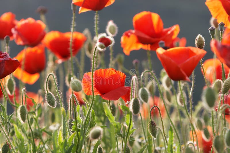 Poppy in the sun stock photo. Image of outdoor, spring - 5352244