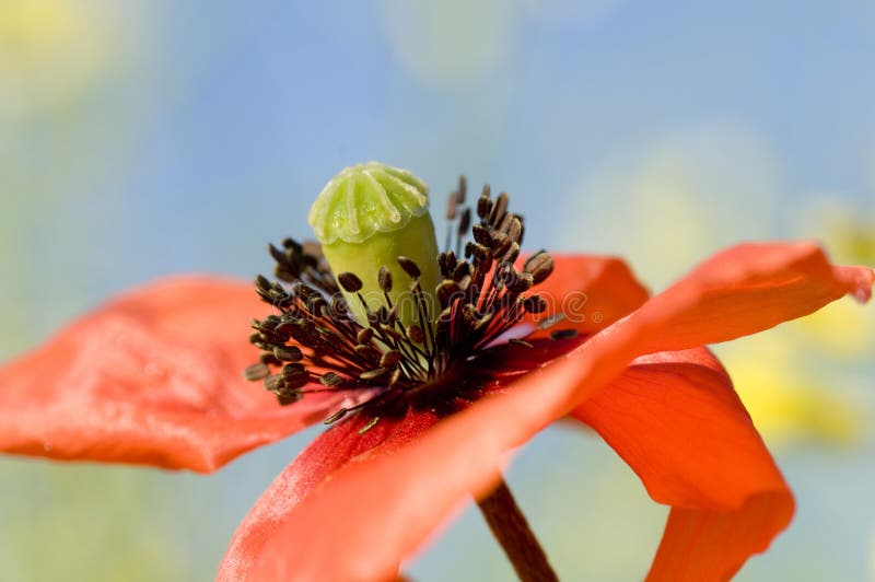 Poppy In The Sun Picture. Image: 5378094
