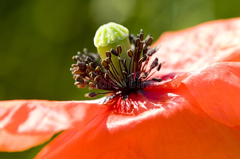 Poppy In The Sun Picture. Image: 5378116