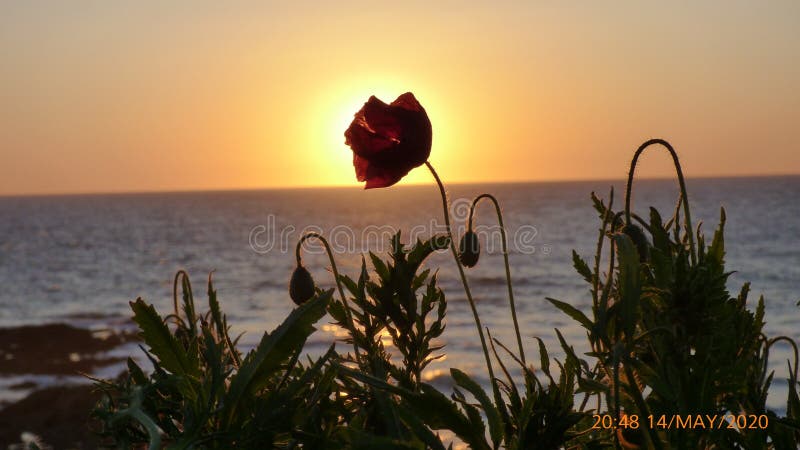 Poppy in the sunset stock photo. Image of sunlight, yellow - 238381012