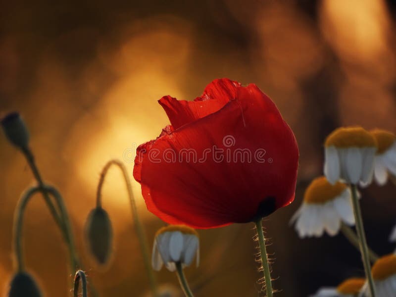 Poppy at Sunset in the Meadow Stock Photo - Image of leaf, petal: 378967420