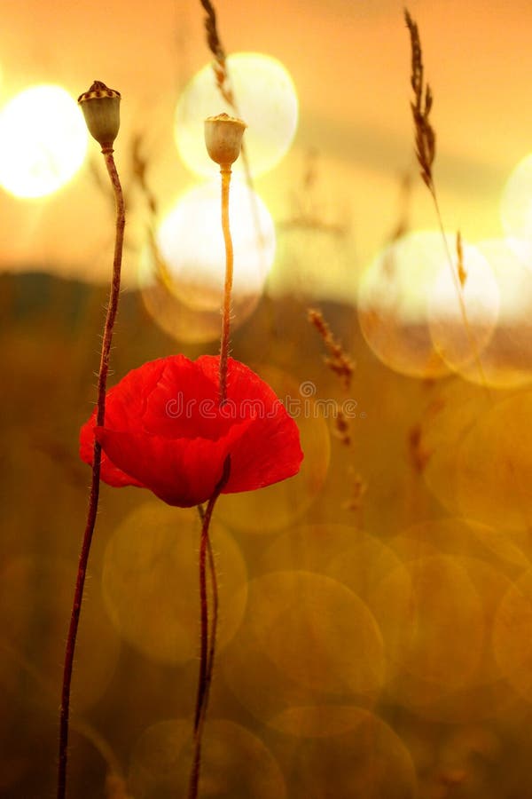Poppy on sunset stock image. Image of light, sunny, evening - 64121283