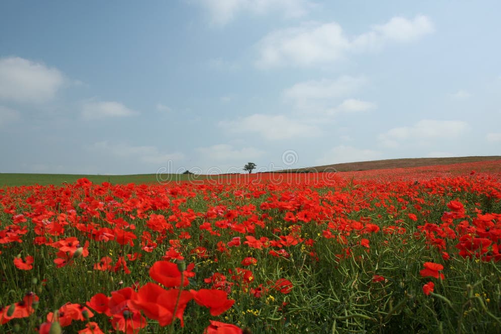 Poppy theme stock image. Image of blossom, fresh, fragile - 928603