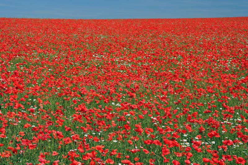Poppy view. stock image. Image of rhoeas, contrast, colour - 338557