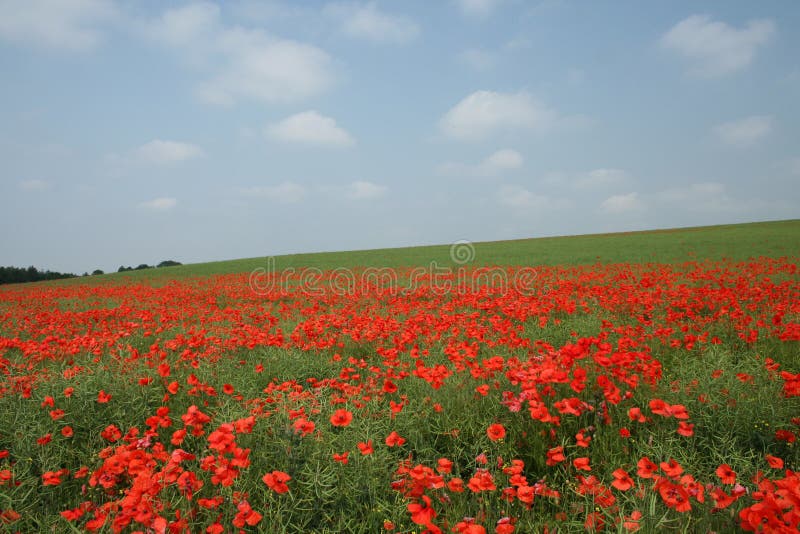 The Poppy View stock image. Image of meadow, clean, poppy - 928637