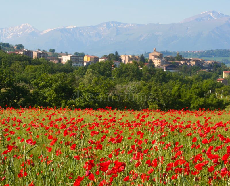 Poppy Village, Central Italy Stock Image - Image of tower, rolling: 4493579