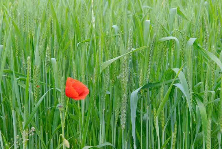 Poppy in Wheat Seedling Field Stock Image - Image of seedling ...