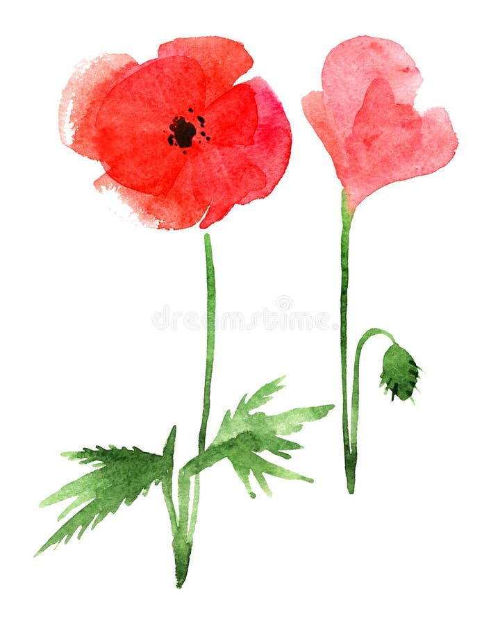 Poppy on a White Background Stock Illustration - Illustration of leaf ...
