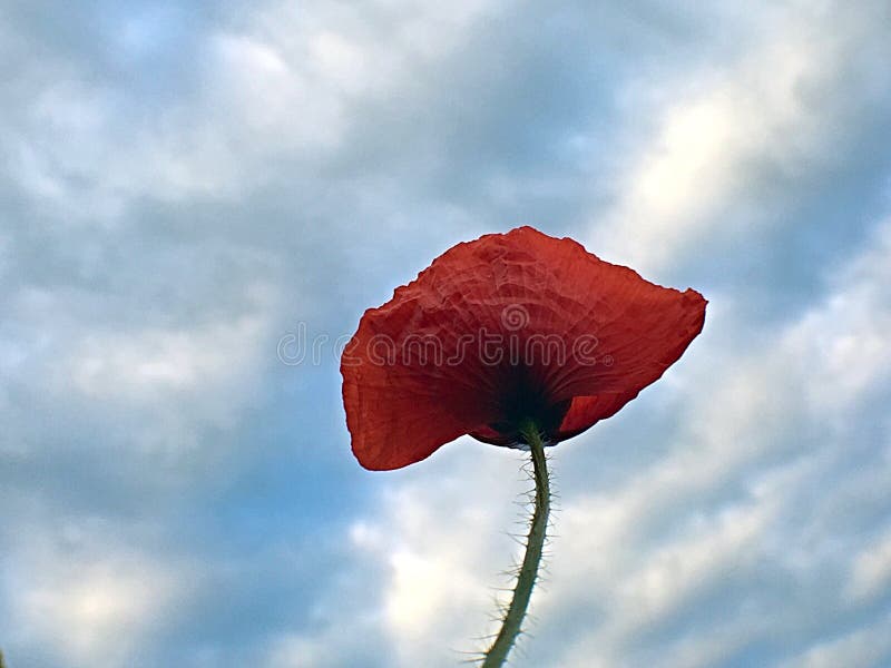 Poppy in the wind stock photo. Image of beautiful, poppies - 72311132