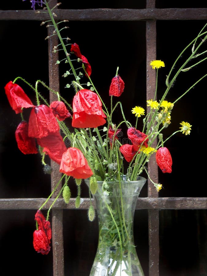 Poppyflowers in a Glass Vase Stock Image - Image of blossom, poppy: 939961