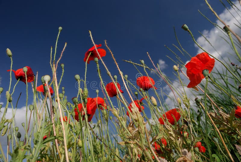 Poppies Field with the Blue Sky in the Summer Stock Photo - Image of ...