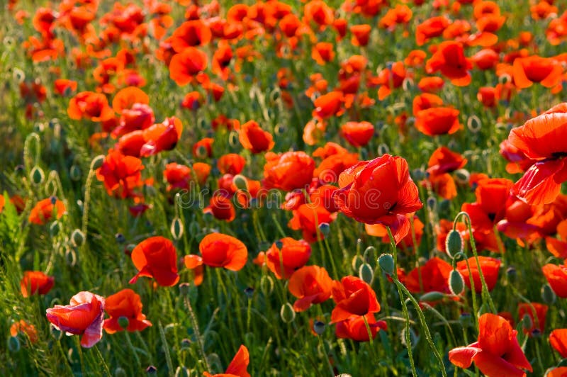 Poppys stock photo. Image of fresh, freshness, grass, solitude - 9618244