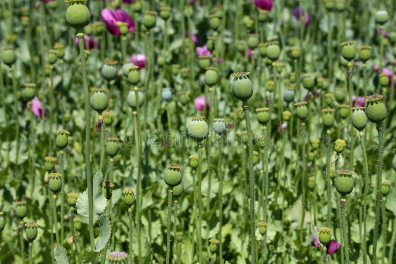 Poppys Flowers and Poppy Boxes in the Garden Stock Photo - Image of ...
